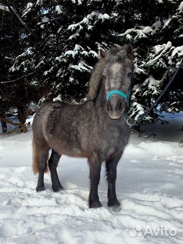 Шетлендский пони