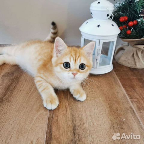 Британский кот золотая шиншилла