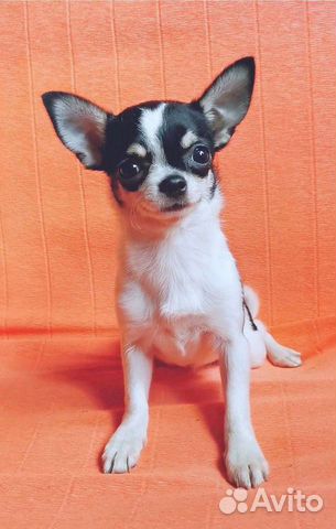 Девочка мини чихуа