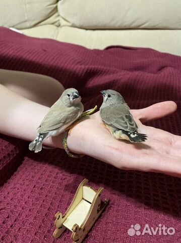 Птицы амадины