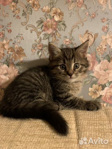 Котёнок