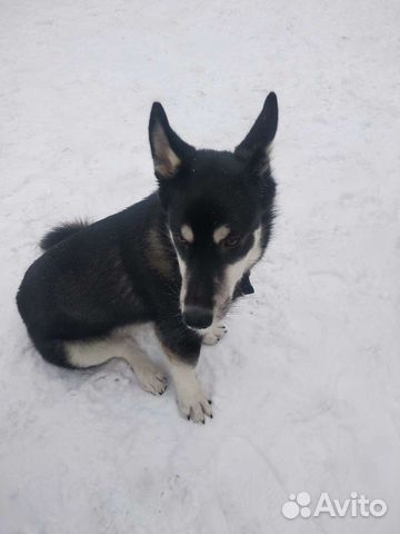 Аля, Карликовый хаски