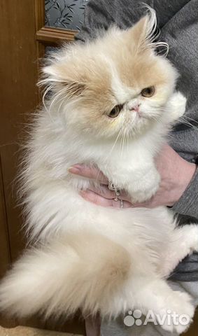 Персидский котёнок