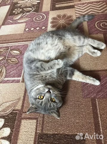 Нужен кот для случки