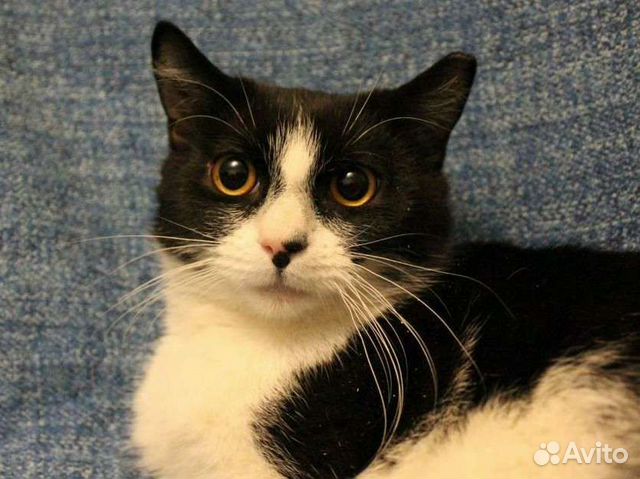 Годовалый черно-белый котенок ищет дом