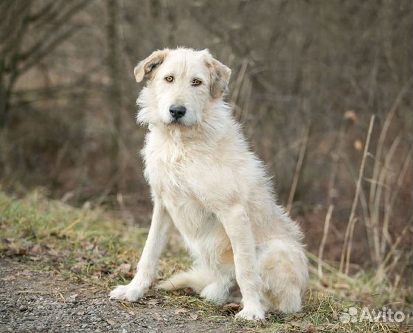 Вилли