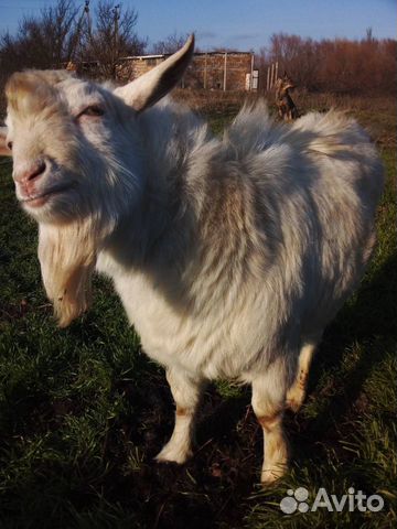 Козел племенной