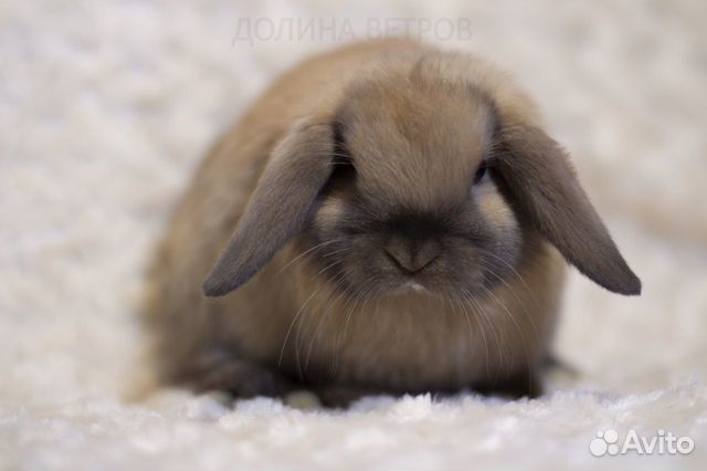 Мальчик минилоп