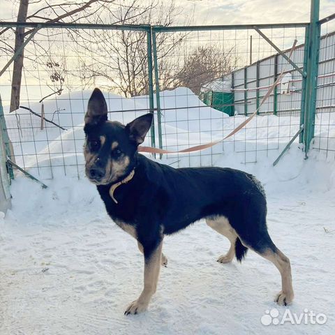 Красавец Макс ищет дом