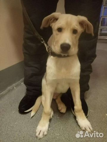 Метис лабрадора в добрые руки