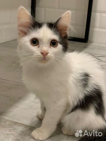 Котенок в добрые руки