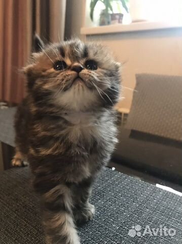 Шотладские котята