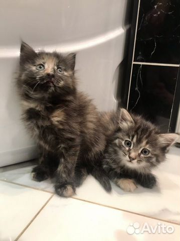 Домашние котята