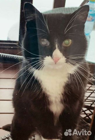 Кот, настоящий кот