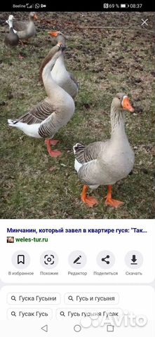 Гуси на завод и телочка 3 дня