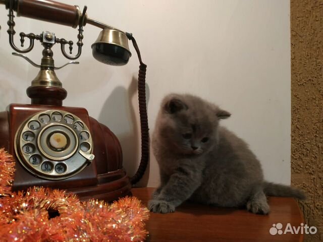 Британский котенок с документами
