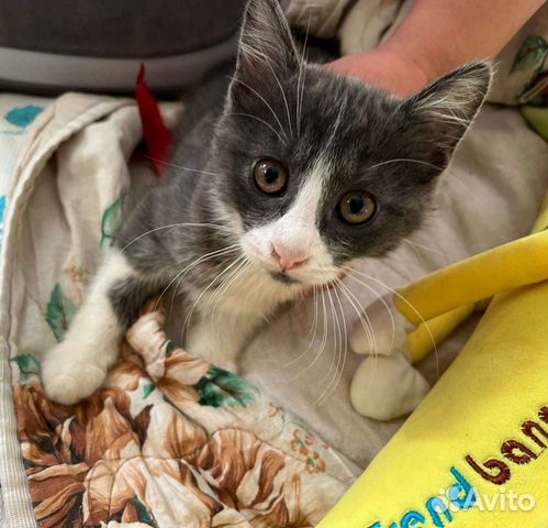 Котёнок от Ангорской кошки