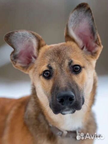 Заберите Рыжика в добрые руки бесплатно