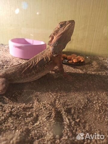 Бородатая агама с террариумом