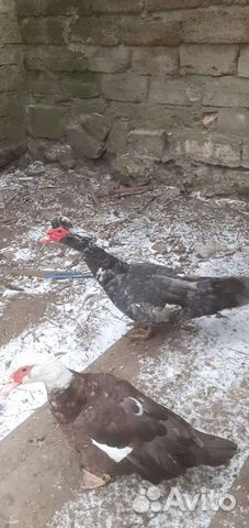 Мускусные утки