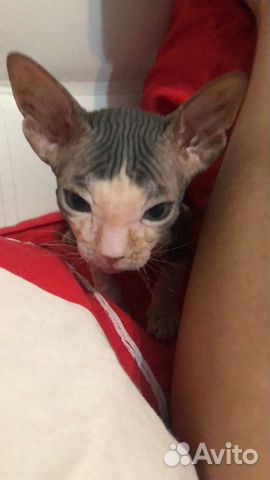 Донской сфинкс котята