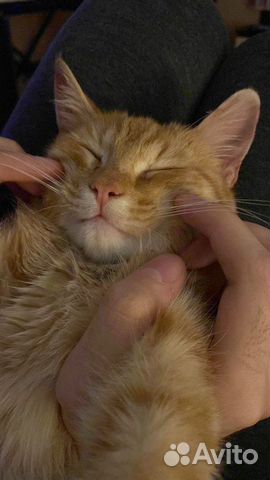 Рыжий котенок-подросток, 4 мес