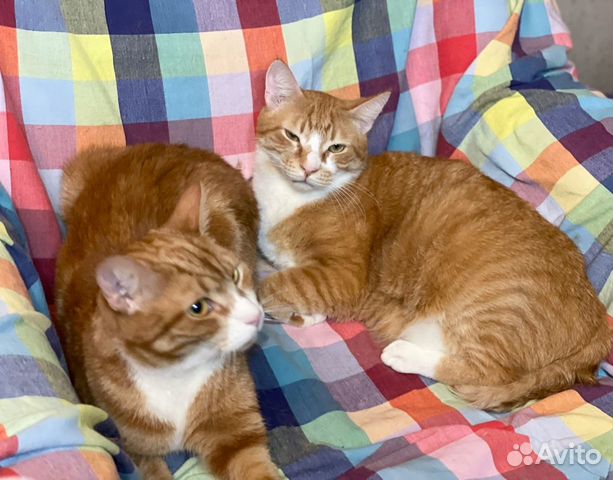 Самые лучшие котики на свете близнецы рыжики 5 лет