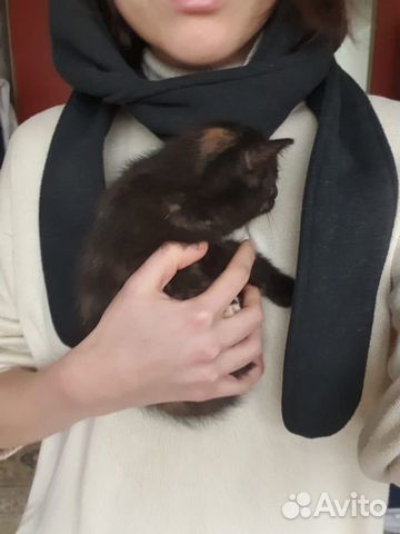 Отдаю кота в добрые руки