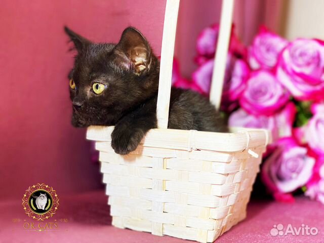 Ласковый суперминиатюрный манчкин из Питомника