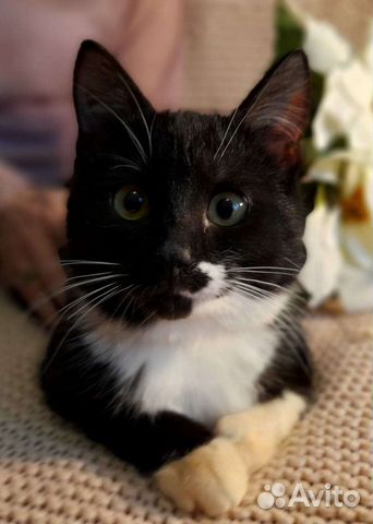 Каспер живет в клетке