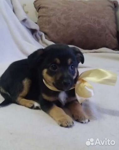 Щенок - метис той терьера