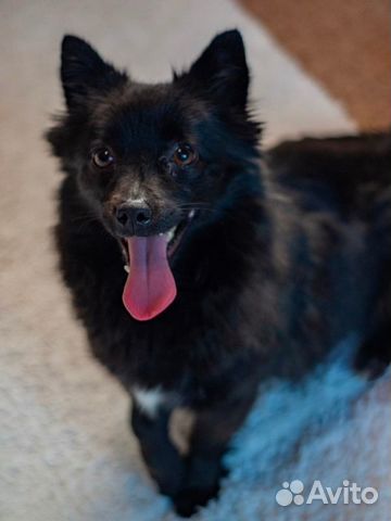 Маленькая собачка в Дар