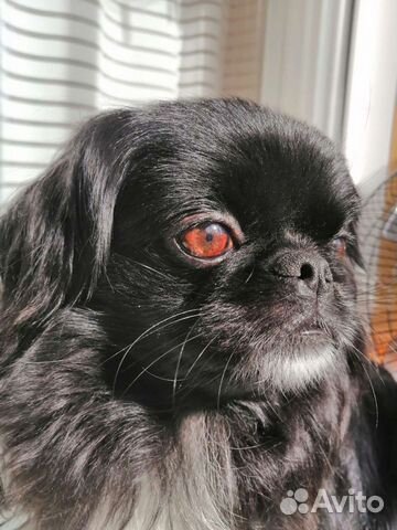 Пекенес для вязки