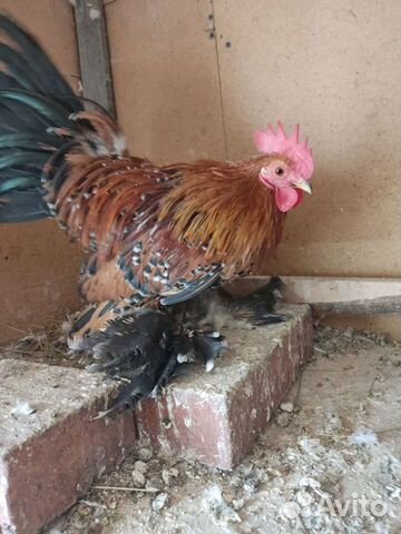 Мильфлеры, ухей иллюй