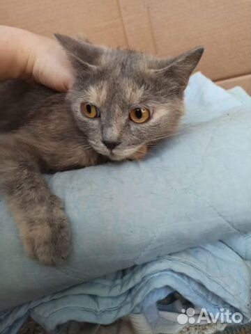 Кошечка Черри