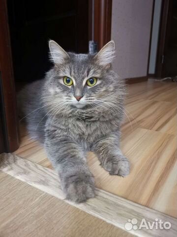 Отдам в добрые руки кошечку Шерли