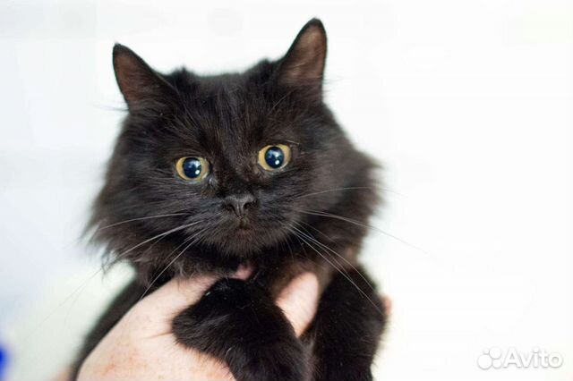 Ласковая серная пушистая кошечка Лика ищет дом