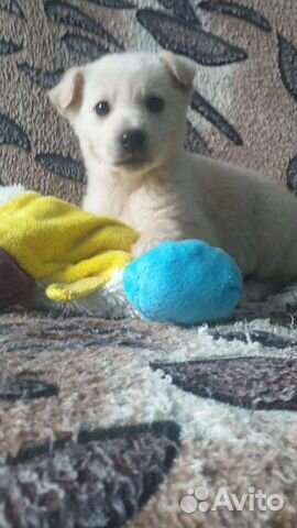 Щенок 2 месяца девочка умочка