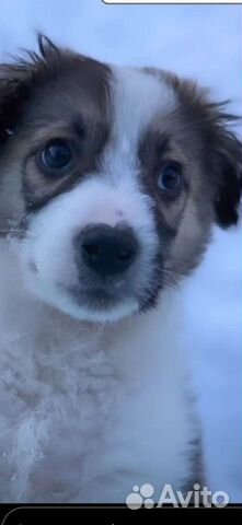 Щенок 2,5 мес