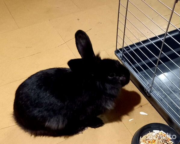 Продается ангорский кролик,порода "Львиноголовые"ц