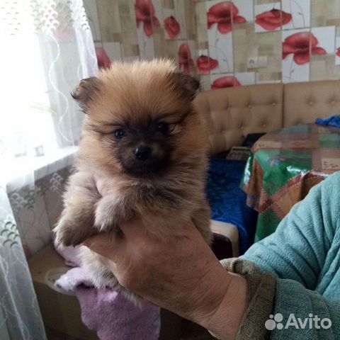 Щенки шпица, девочки, родились 18.12.2021г. Милые