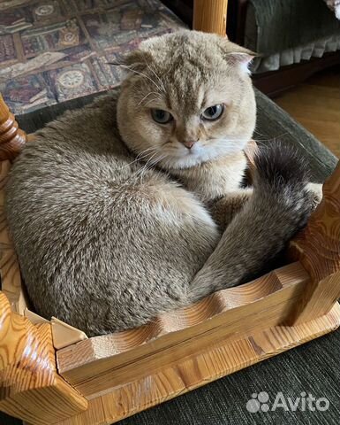 Кот на вязку шотландец