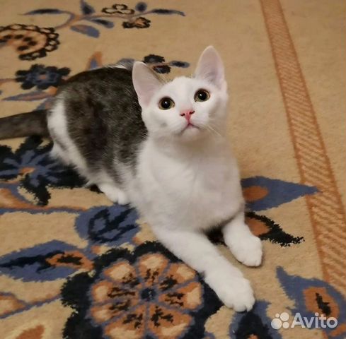 Милый и озорной подросток Амурчик