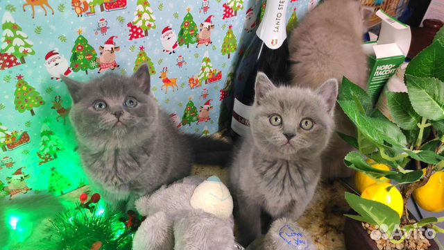 Британский котёнок девочка ласковая