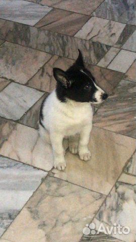 Якутская лайка