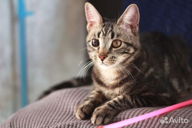 Прелестная Лаврушка