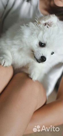 Щенки немецкого шпица