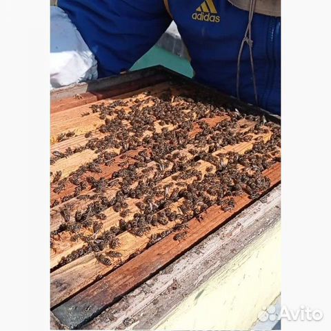 Продам пчелосемьи
