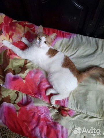 Кот Тимоша ищет дом
