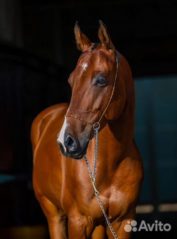 Ахалтекинская лошадь